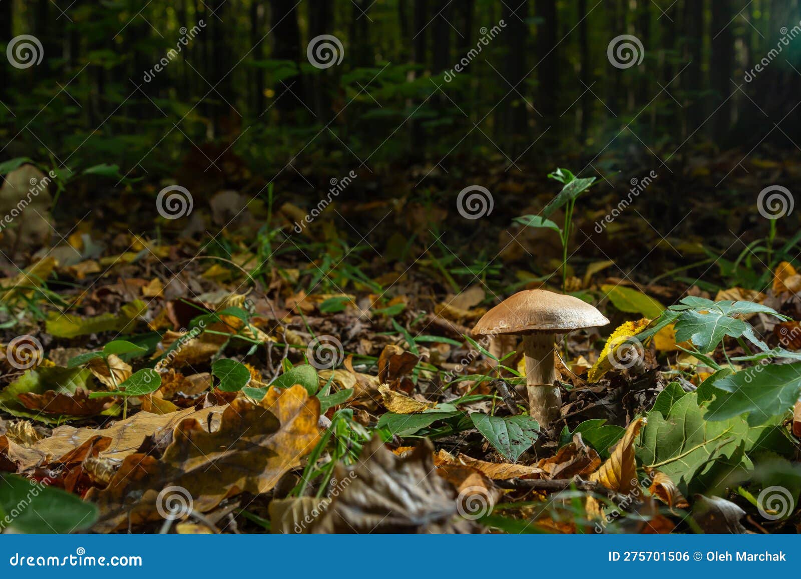 Gymnopus Hariolorum Mushrooms on the Old Stump Stock Photo - Image of ...
