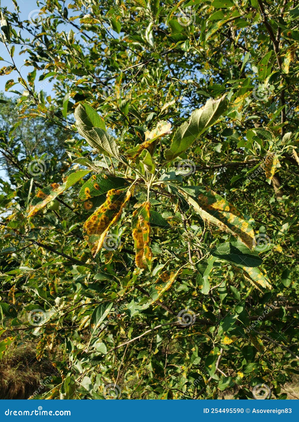 Gymnosporangium Juniperi-virginianae is a Plant Pathogen that Causes ...