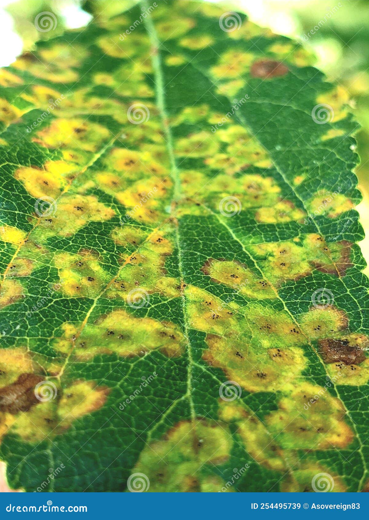 Gymnosporangium Juniperi-virginianae is a Plant Pathogen that Causes ...