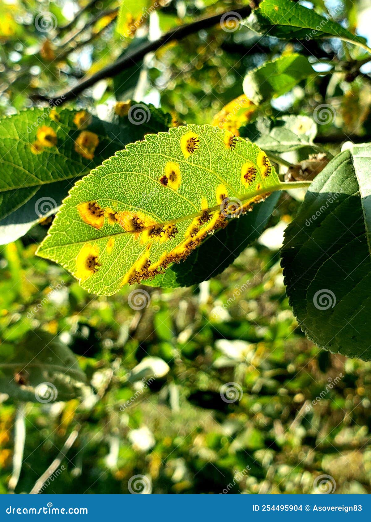 Gymnosporangium Juniperi-virginianae is a Plant Pathogen that Causes ...