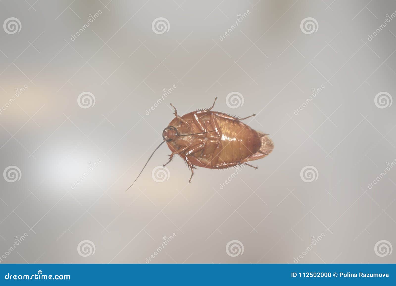 Gyna lurida stock photo. Image of roach, nature, nymph - 112502000