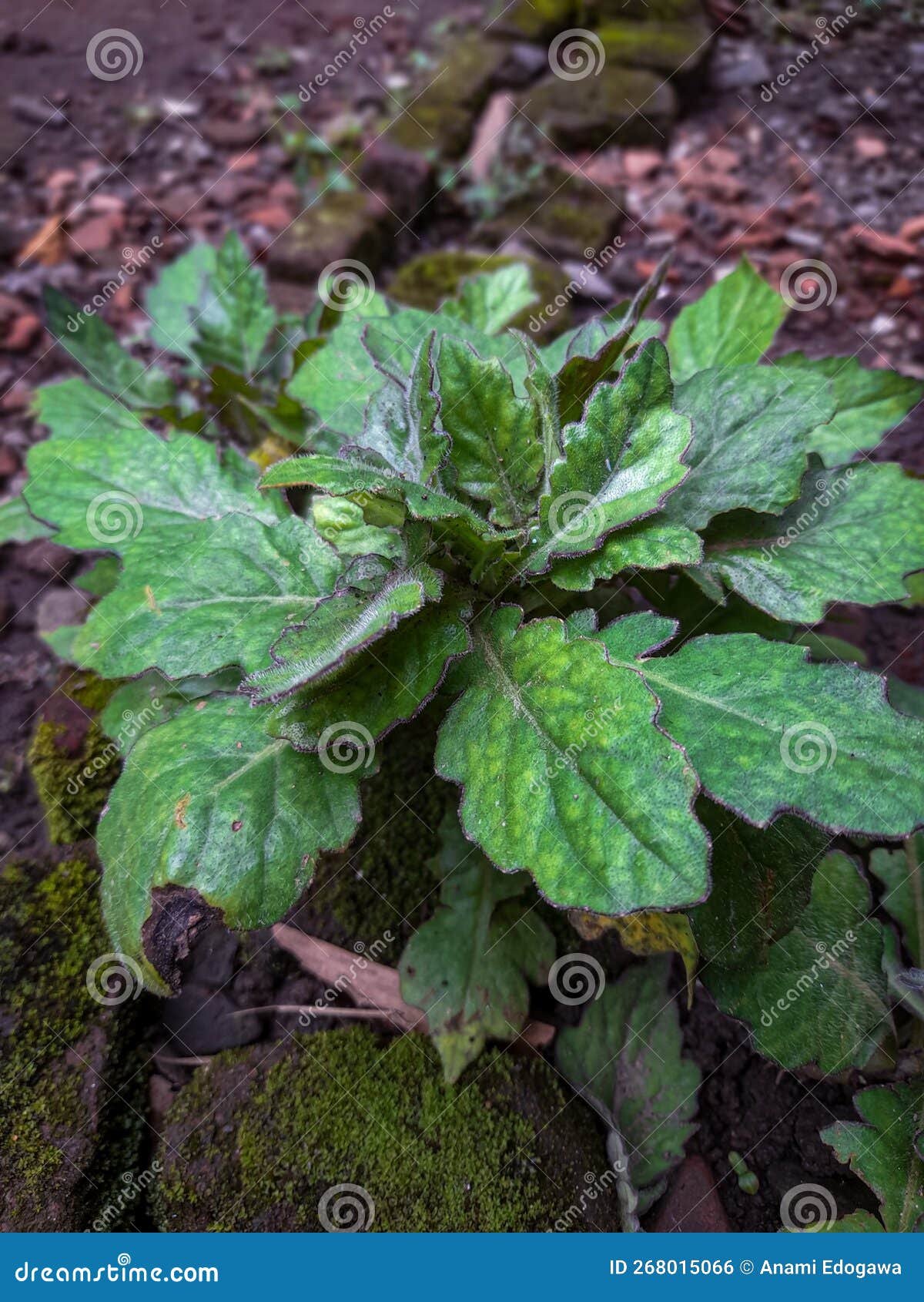 Gynura Divaricata, Herbal Plant Stock Photo - Image of wildflower ...
