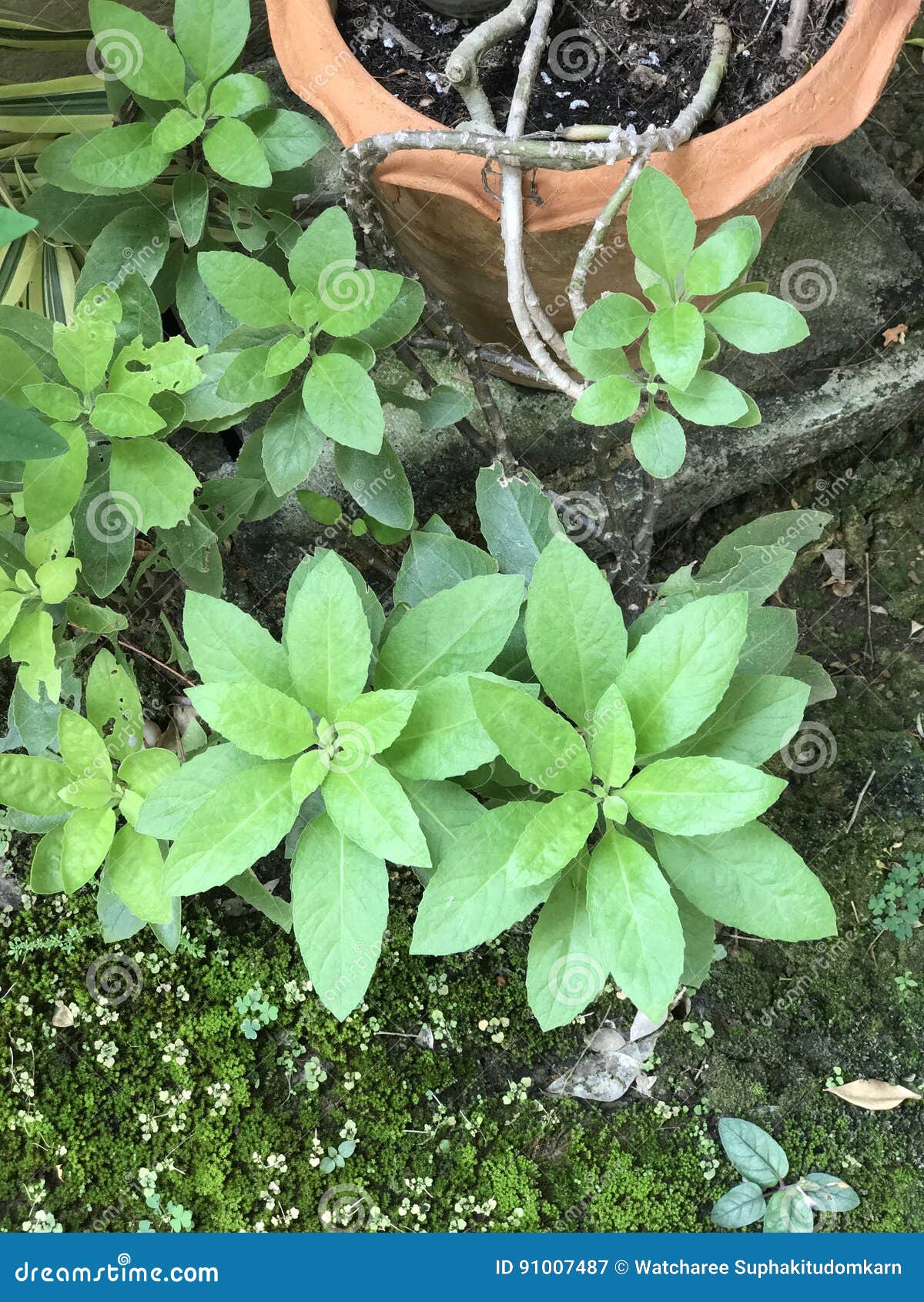 Gynura divaricata plant. stock image. Image of foliage - 91007487