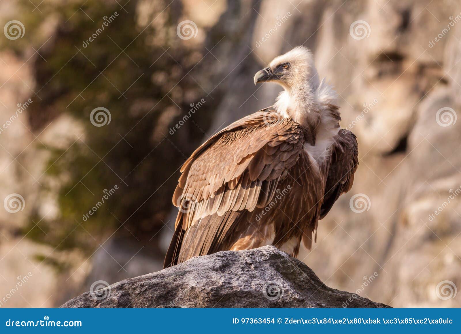 Gyps fulvus, Bald vulture stock photo. Image of looking - 97363454