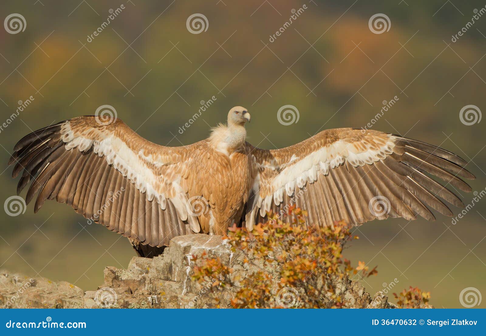 Gyps fulvus stock photo. Image of bird, nature, israel - 36470632