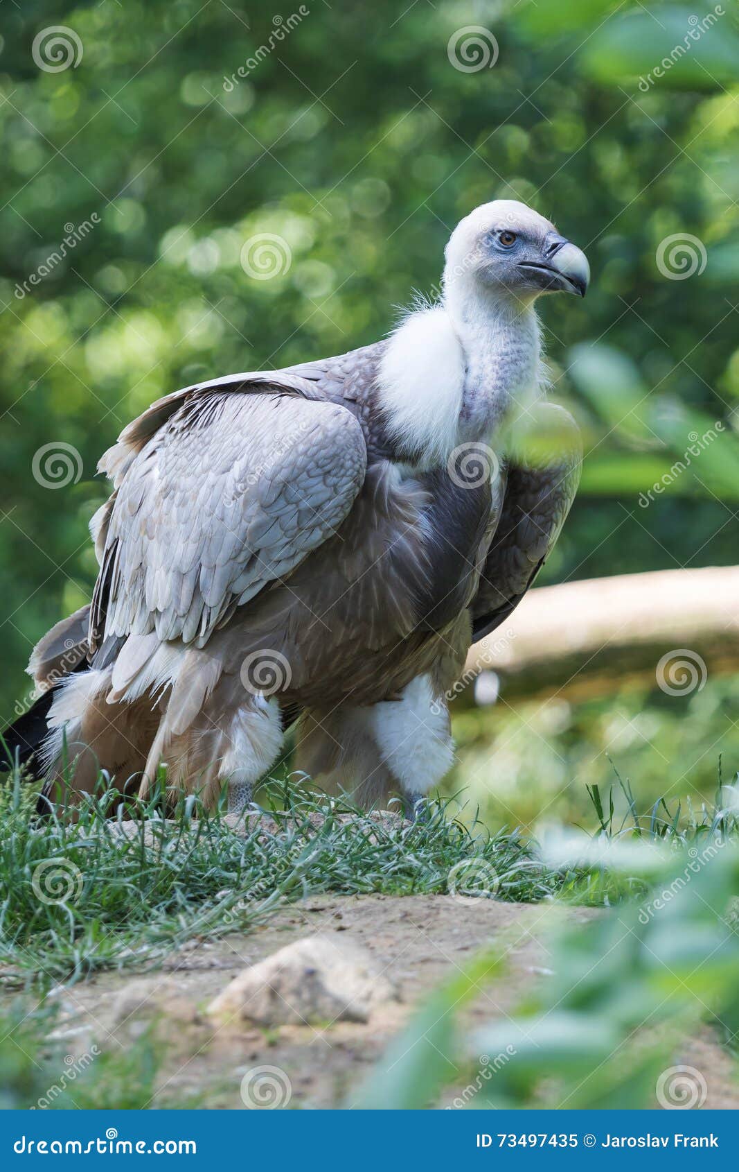 The Gyps Himalayan. Vertically. Stock Image - Image of action, vultur ...