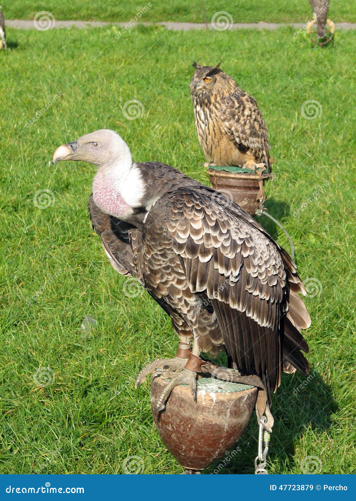 Gyps stock image. Image of bird, wildlife, american, animal - 47723879