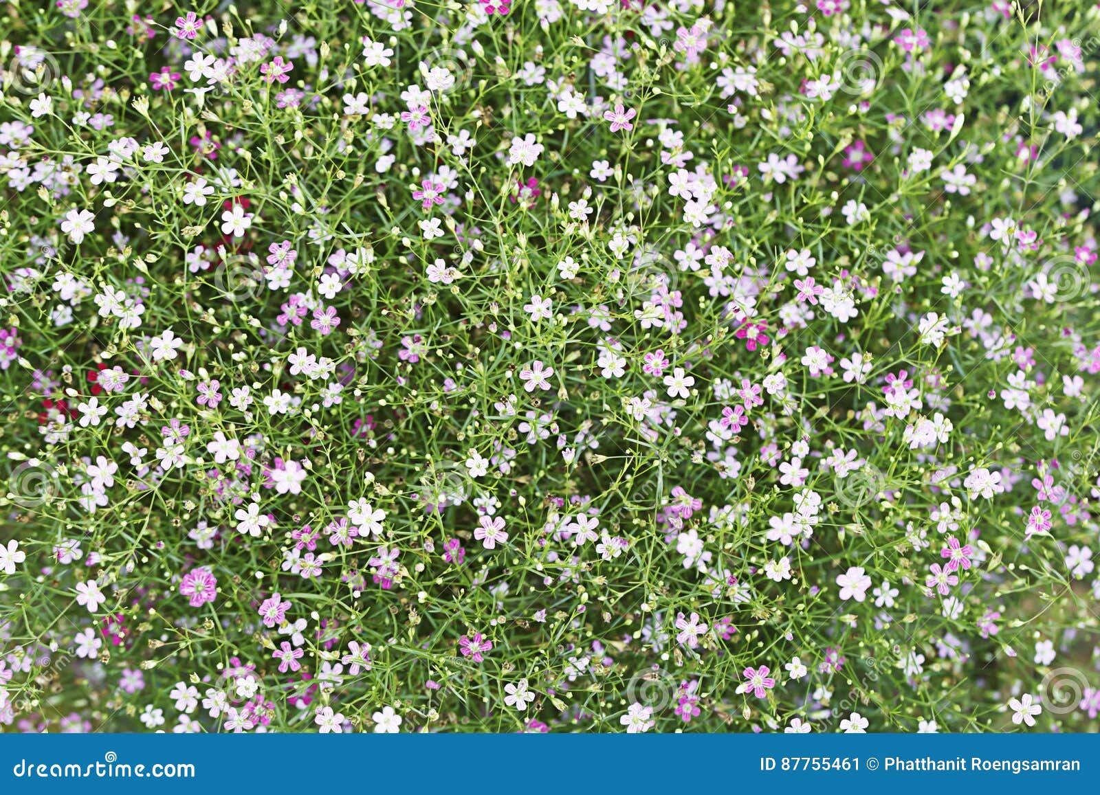 Gypso Flower In The Garden For Background Royalty-Free Stock ...