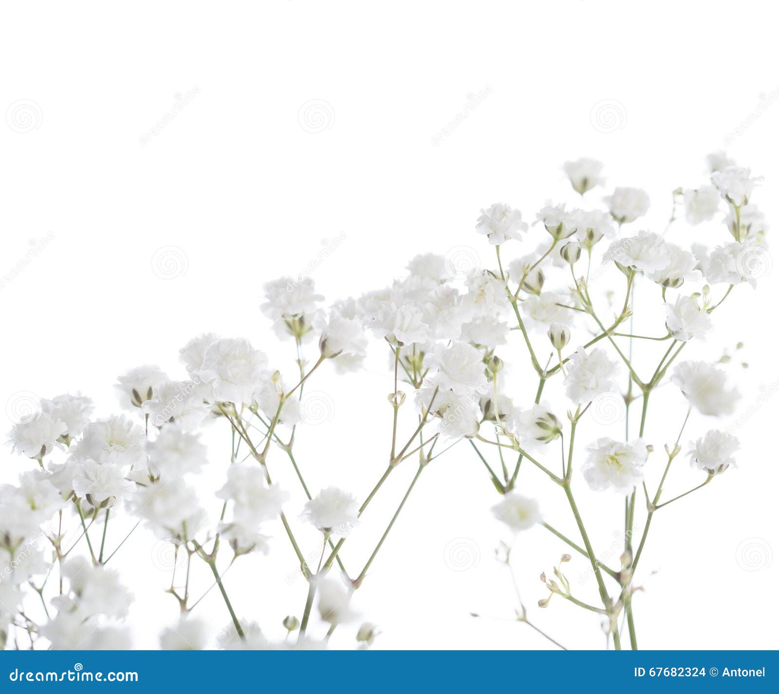 Gypsophila Isolated on White Background. Stock Photo - Image of flower ...