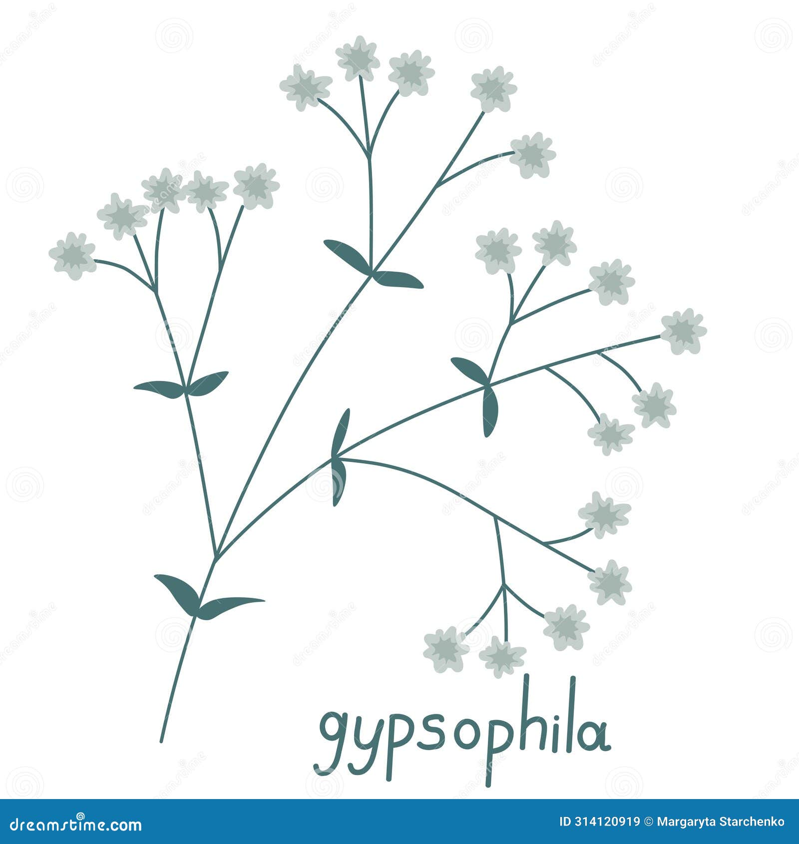 Gypsophila Vector Illustration Stock Vector - Illustration of garden ...