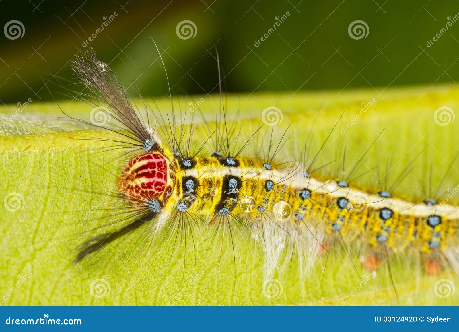 Gypsy caterpillar stock photo. Image of macro, head, moth - 33124920