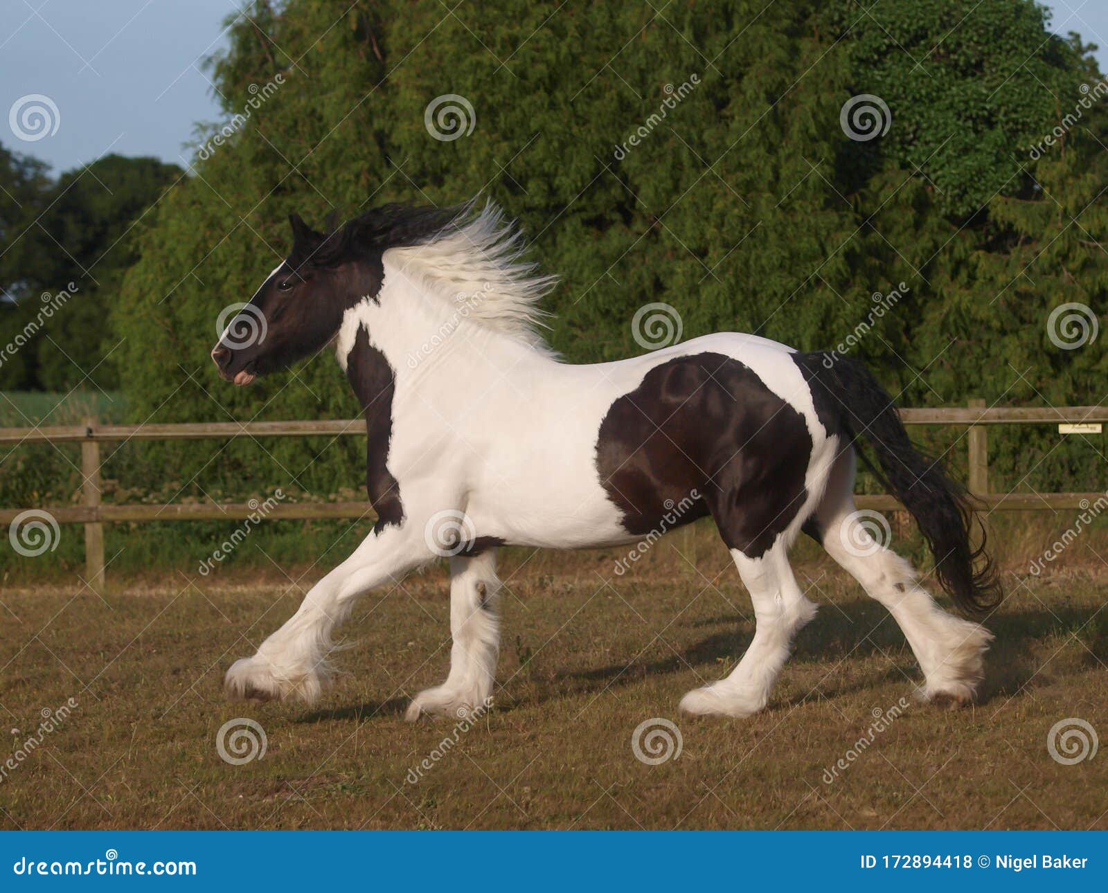 Gypsy Cob stock photo. Image of draft, gypsy, freedom - 172894418