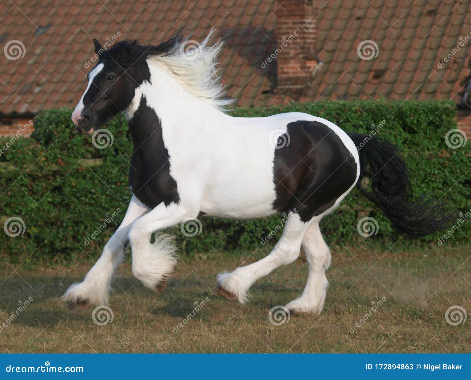 Gypsy Cob stock image. Image of field, traditional, pasture - 172894863