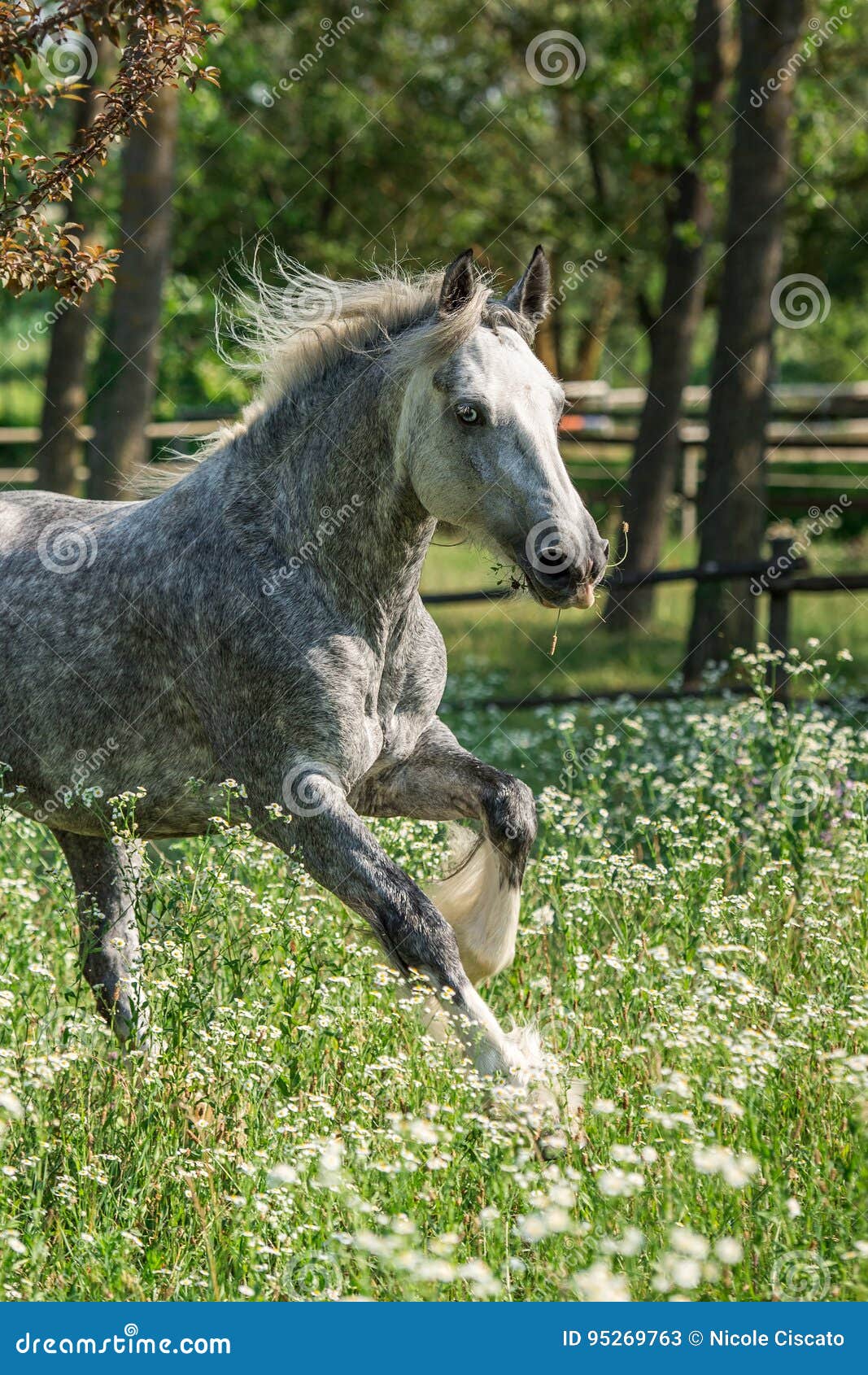 Gypsy Cob at canter stock image. Image of field, eyes - 95269763