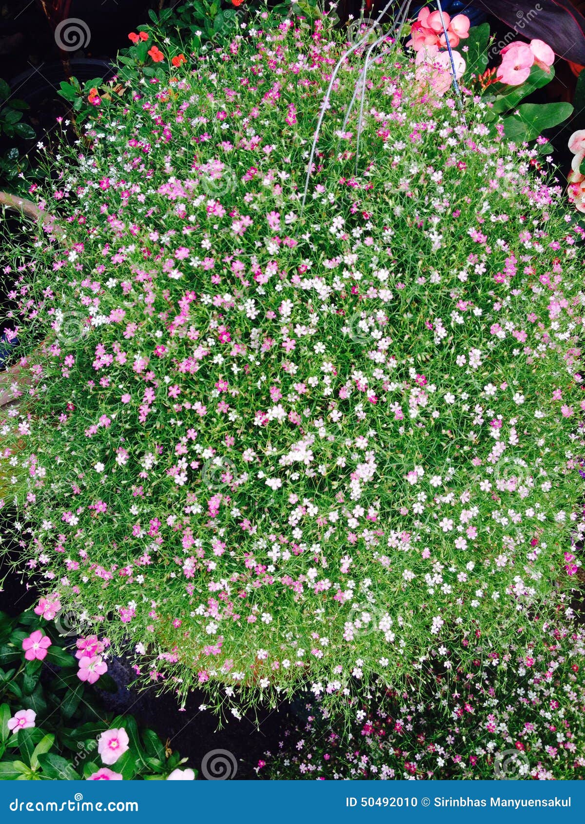 Gypsy flower stock photo. Image of sweet, lovely, gypsy - 50492010