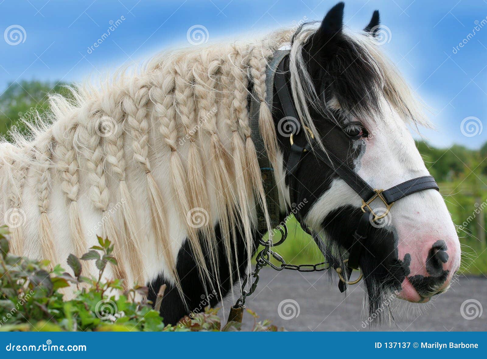 Gypsy Vanner Pony