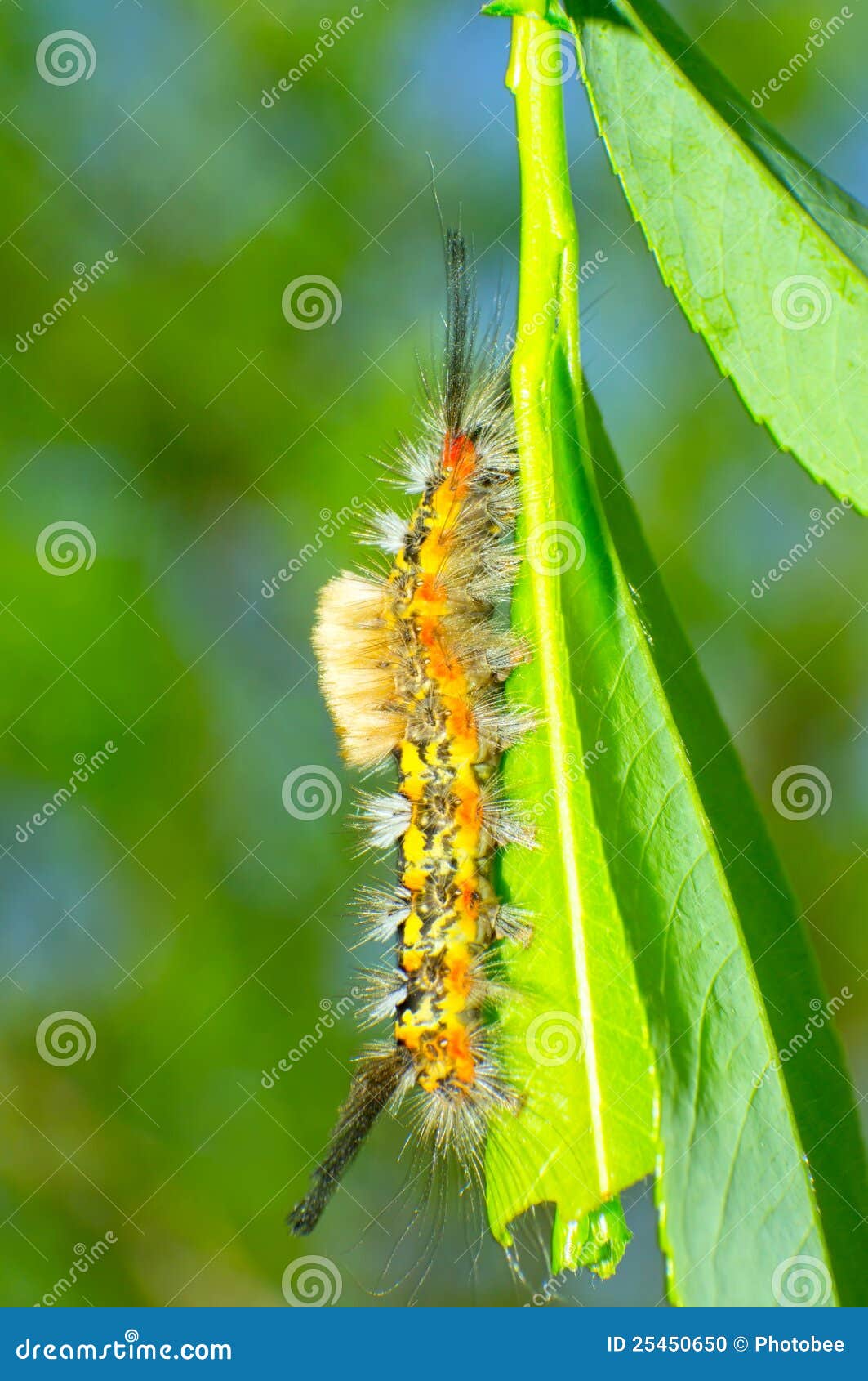 Gypsy moth stock photo. Image of blue, gypsy, caterpillar - 25450650