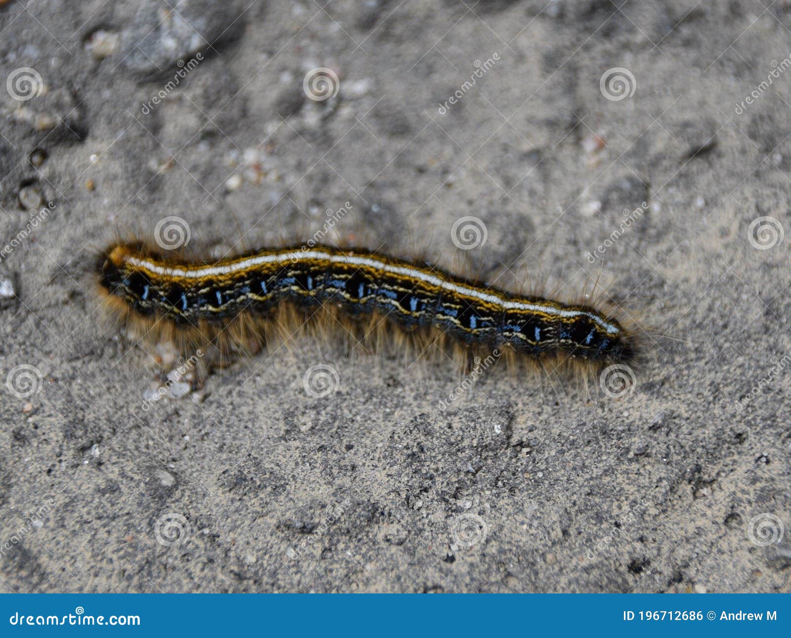 Eastern tent caterpillar stock photo. Image of nature - 196712686