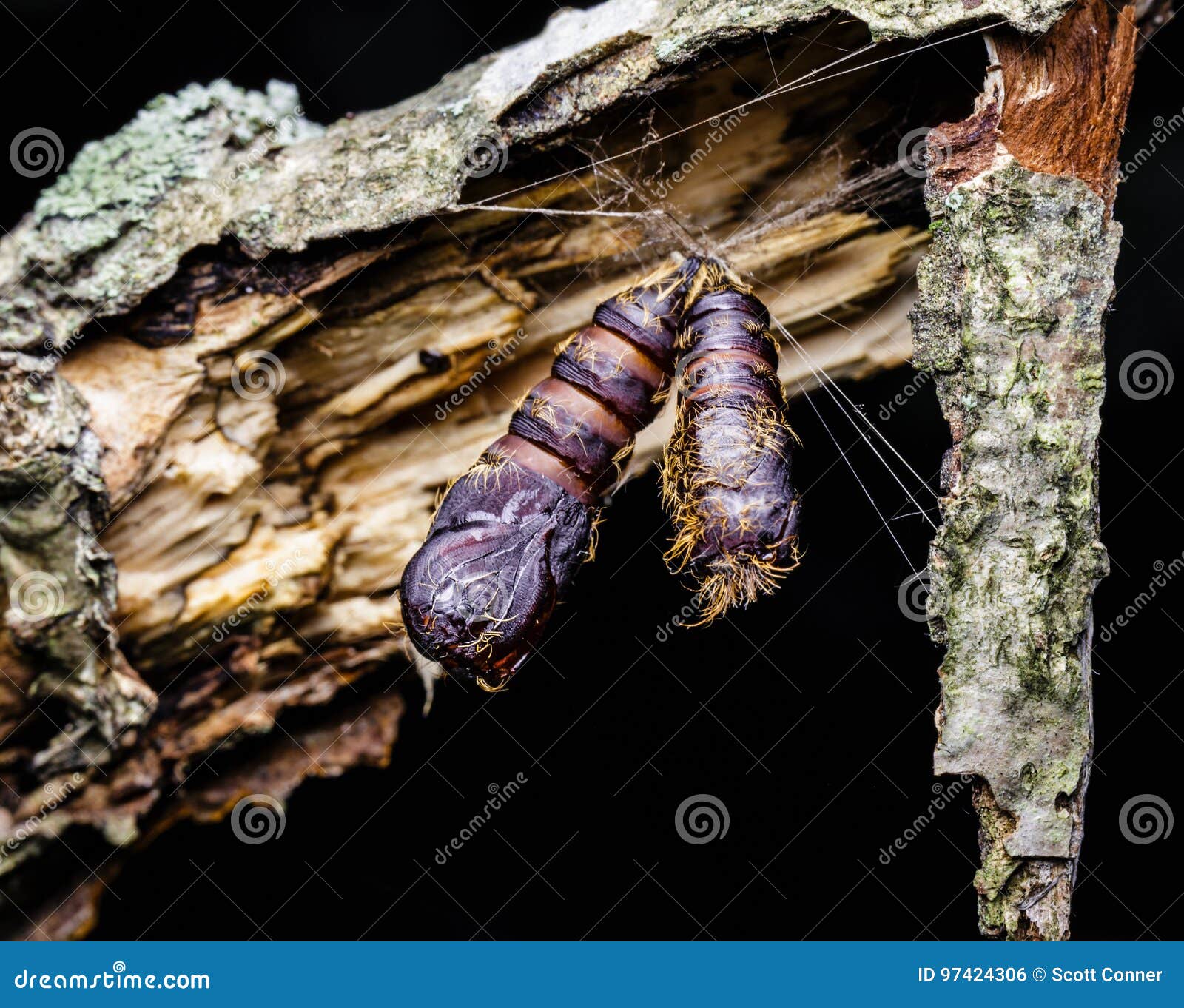Gypsy Moth Caterpillar Cocoons Stock Photography | CartoonDealer.com ...