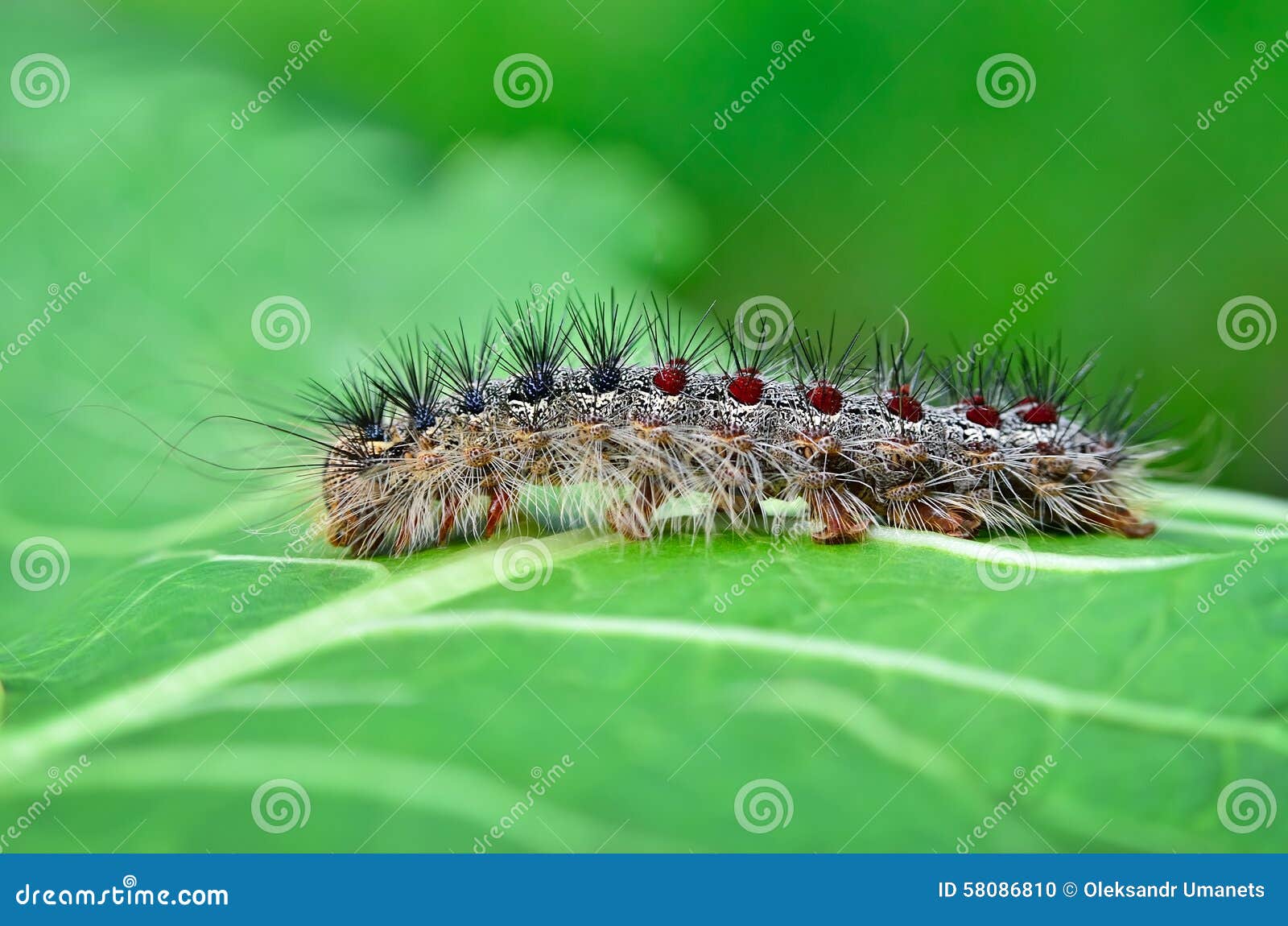 Gypsy Moth Caterpillar, Crawling on Young Leaves Stock Photo - Image of ...