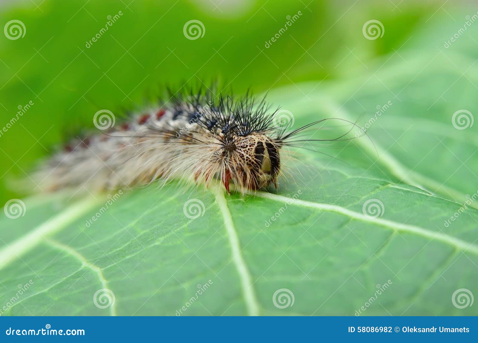 Gypsy Moth Caterpillar, Crawling on Young Leaves Stock Photo - Image of ...