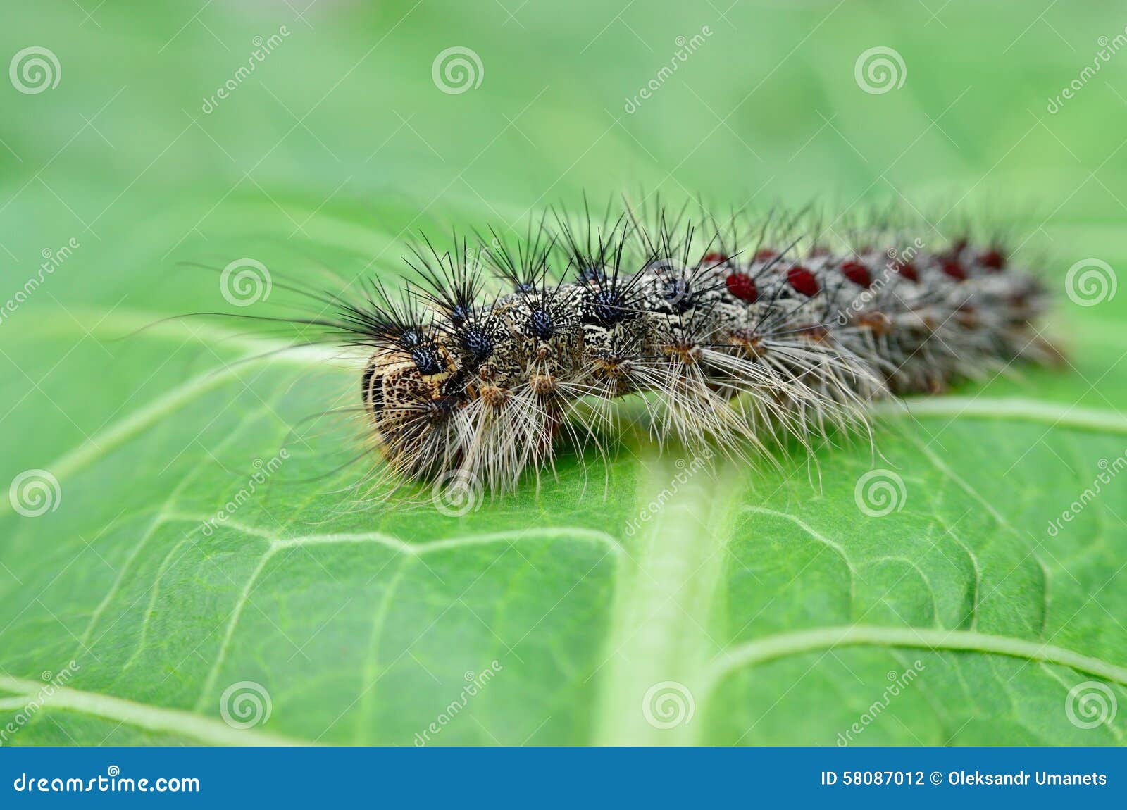 Gypsy Moth Caterpillar, Crawling on Young Leaves Stock Photo - Image of ...