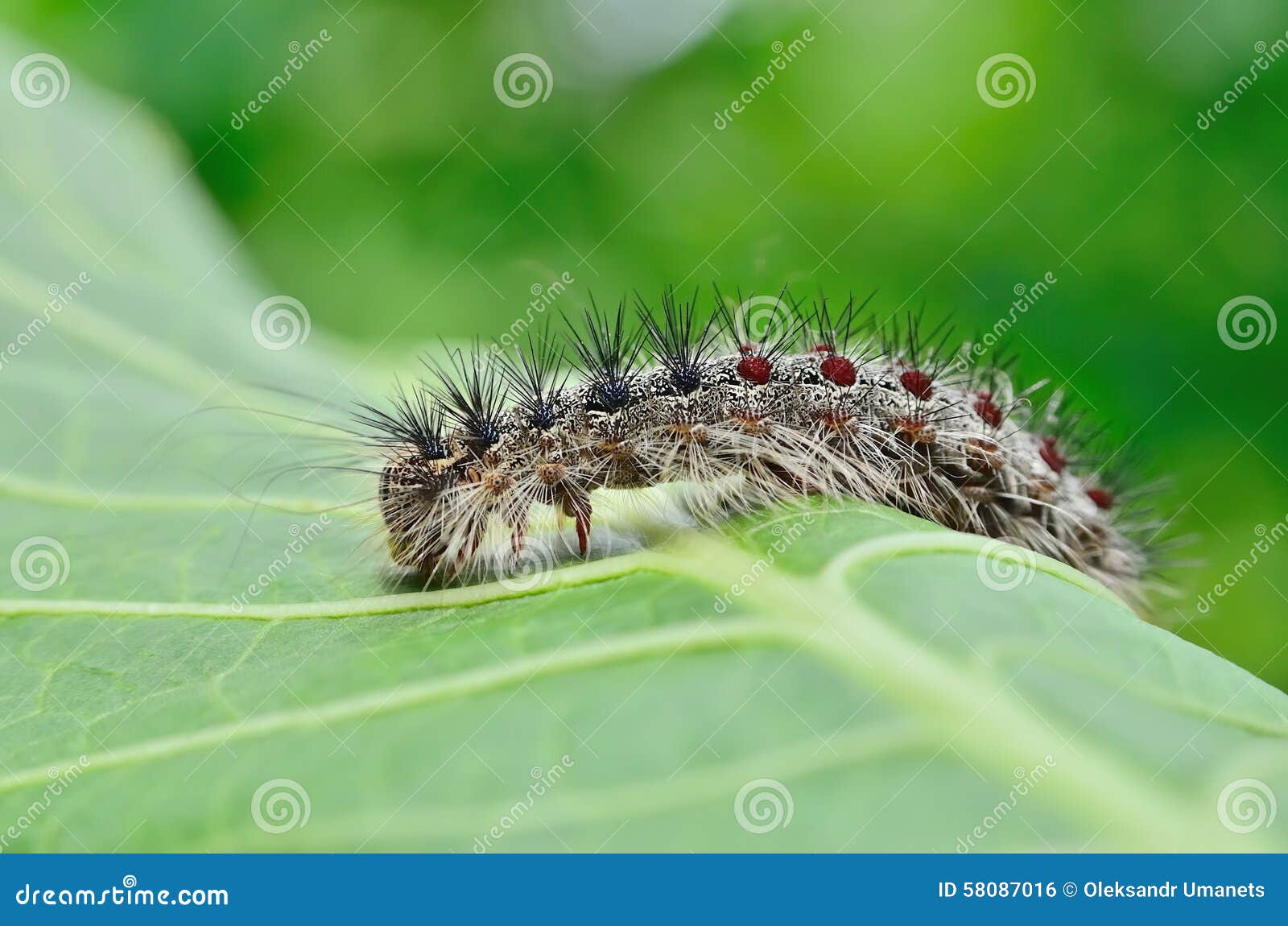 Gypsy Moth Caterpillar, Crawling on Young Leaves Stock Photo - Image of ...