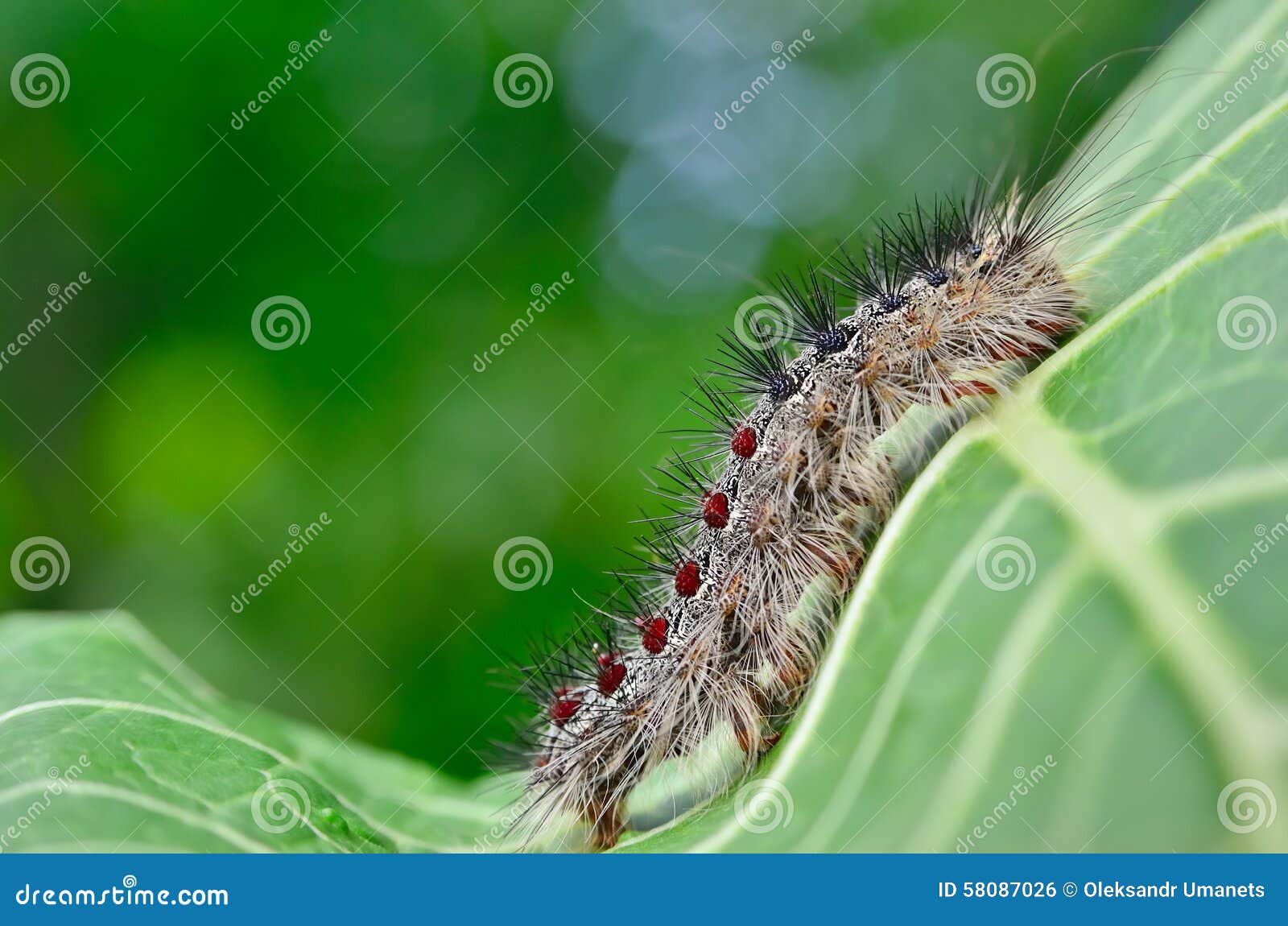 Gypsy Moth Caterpillar, Crawling on Young Leaves Stock Photo - Image of ...