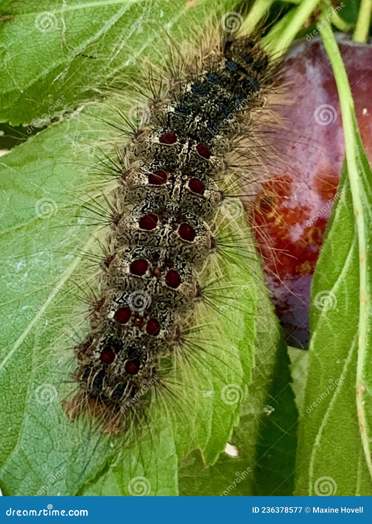 Gypsy moth caterpillar stock image. Image of summer - 236378577