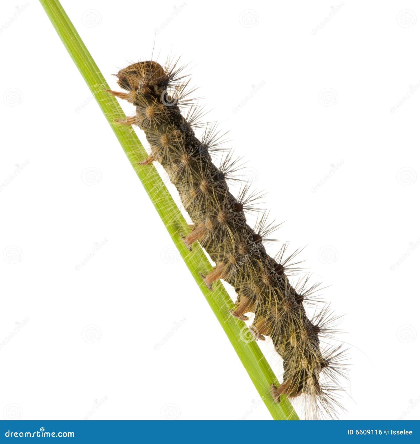 Gypsy Moth Caterpillar - Lymantria Dispar Stock Photo - Image of side ...