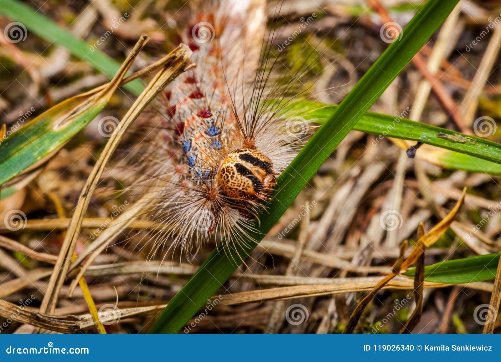 Gypsy Moth Caterpillar, Lymantria Dispar Stock Photo - Image of hairy ...