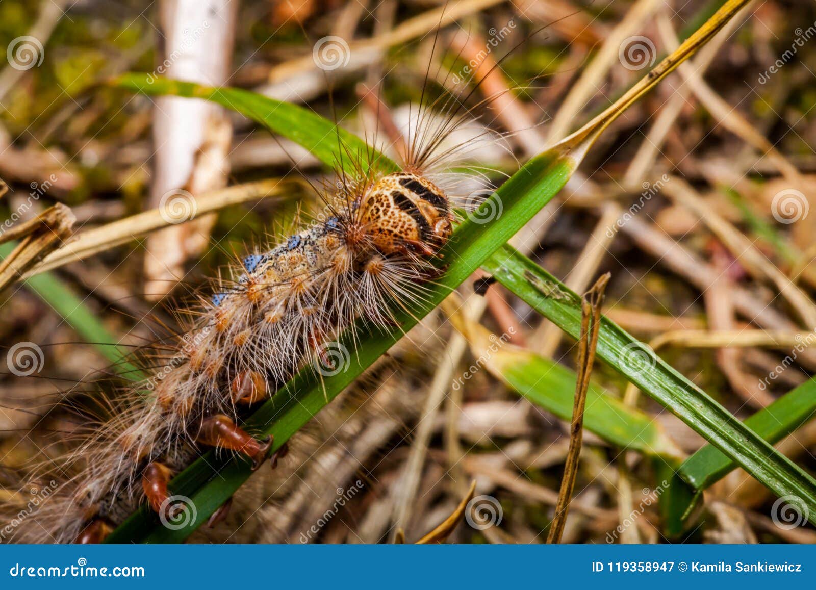 Gypsy Moth Caterpillar, on the Meadow Stock Image - Image of ...