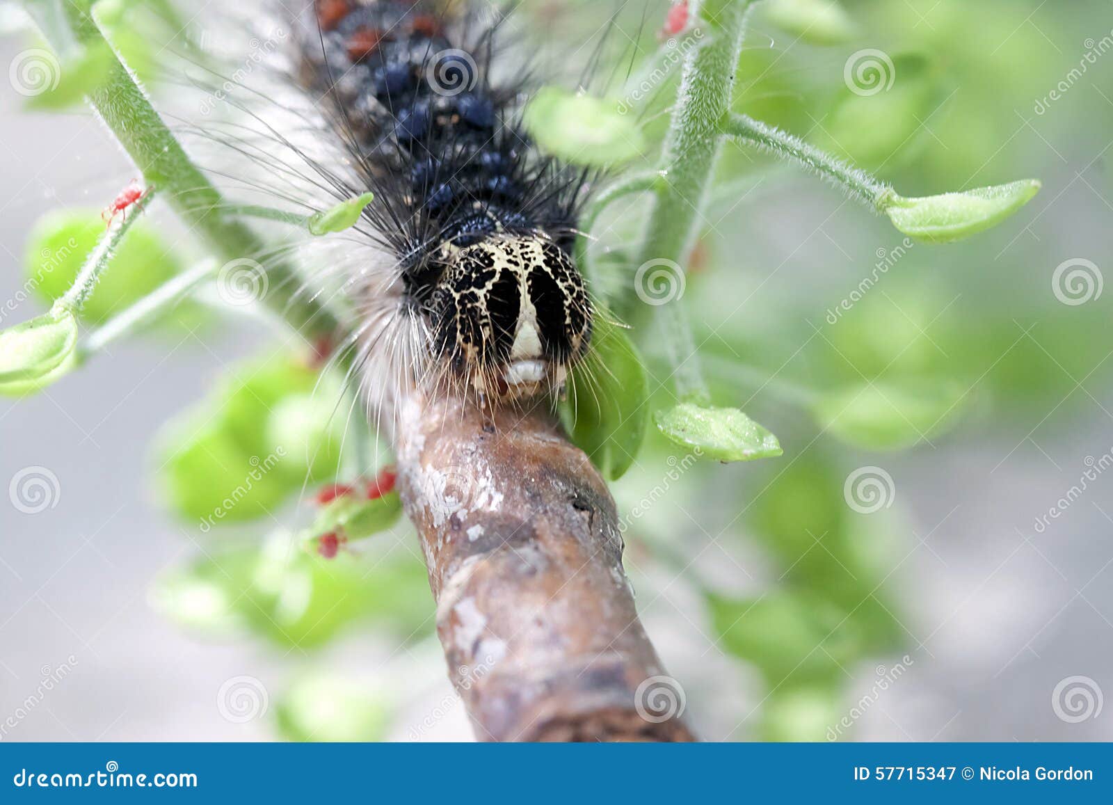 Gypsy Moth Caterpillar stock image. Image of lymantria - 57715347