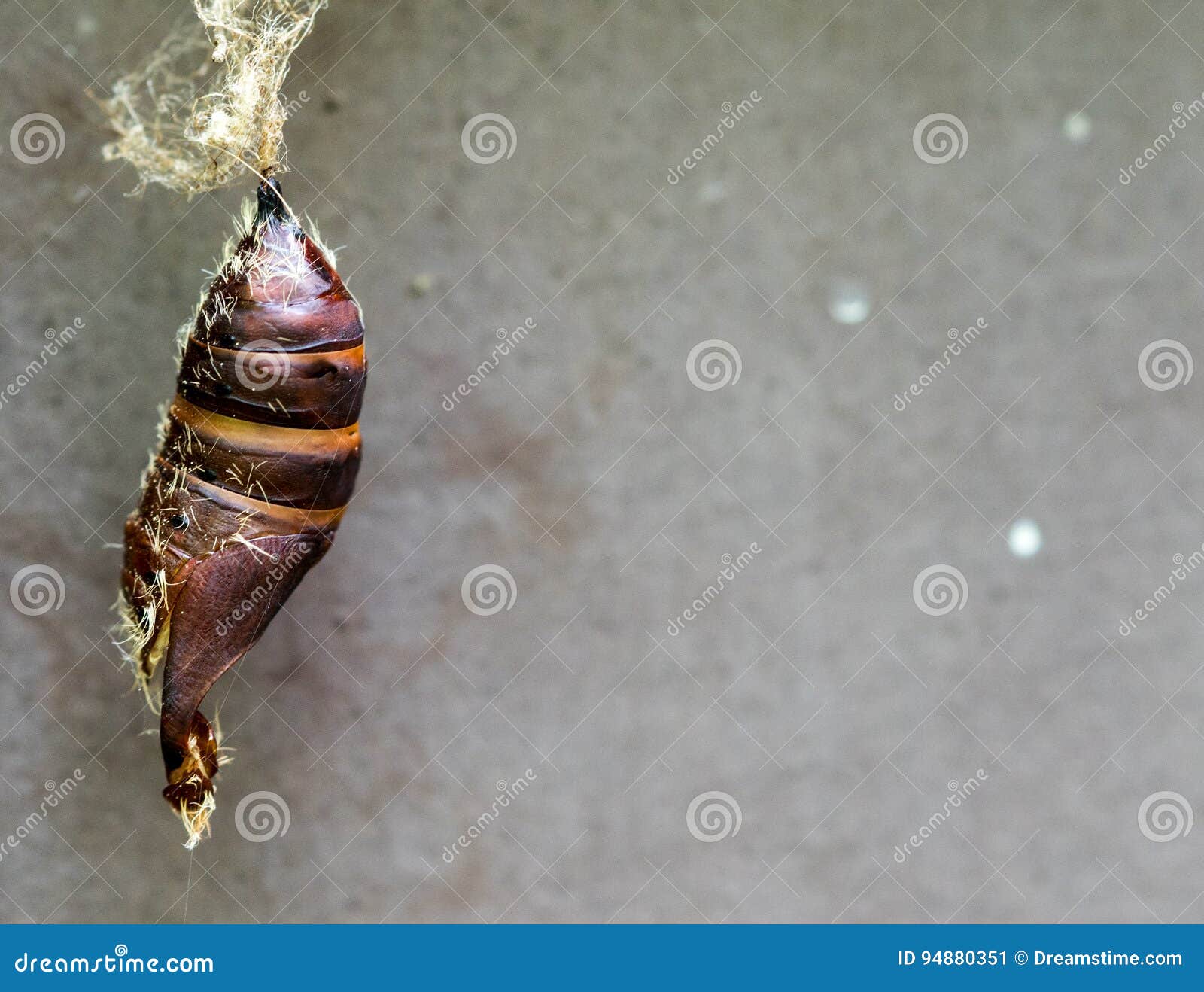 Gypsy Moth Cocoon Stock Photos - Download 21 Royalty Free Photos