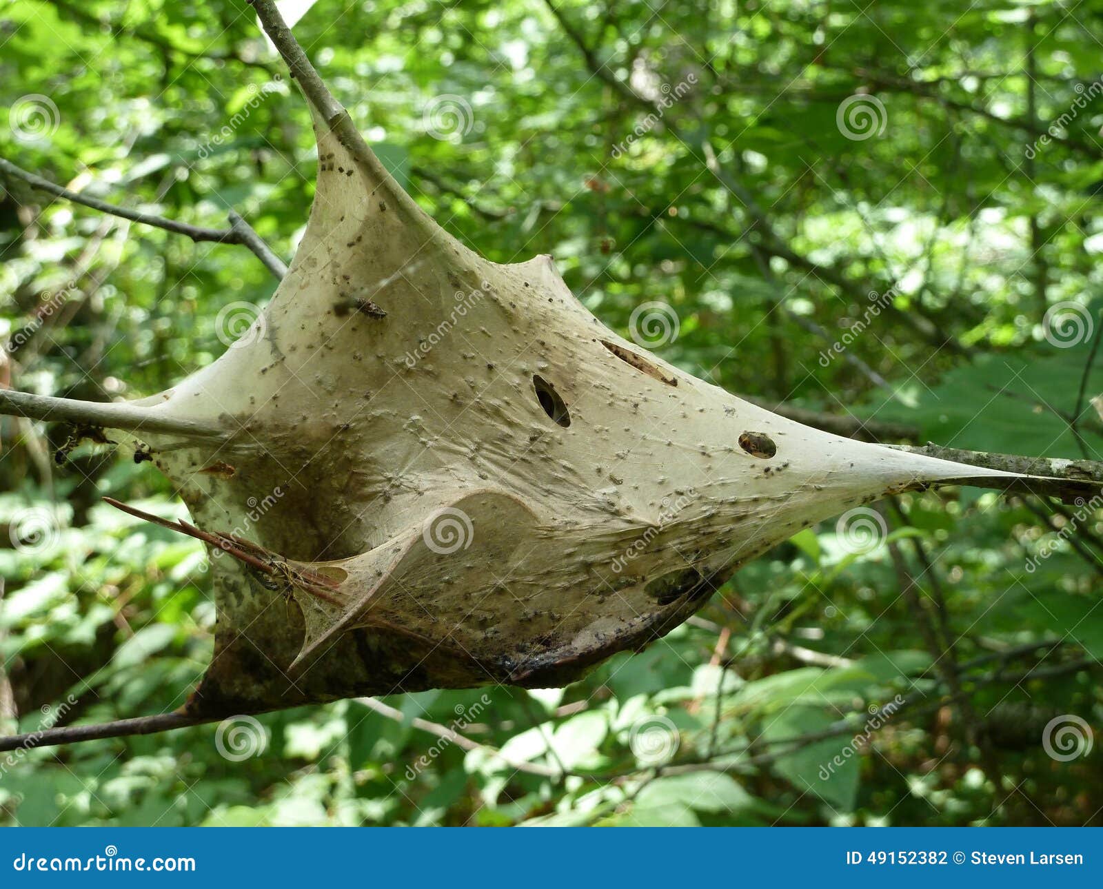 Gypsy Moth Cocoon stock photo. Image of gypsy, gross - 49152382