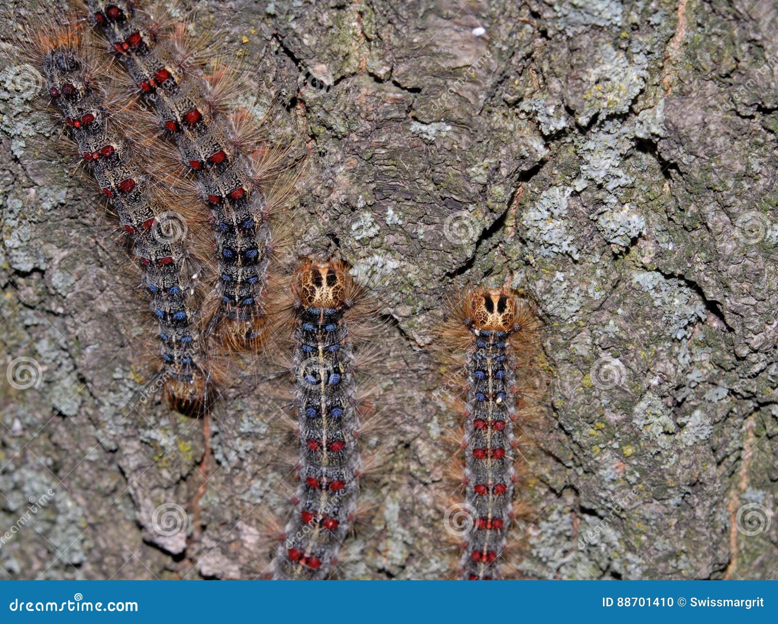 Gypsy moth stock photo. Image of outdoor, arthropod, crawling - 88701410
