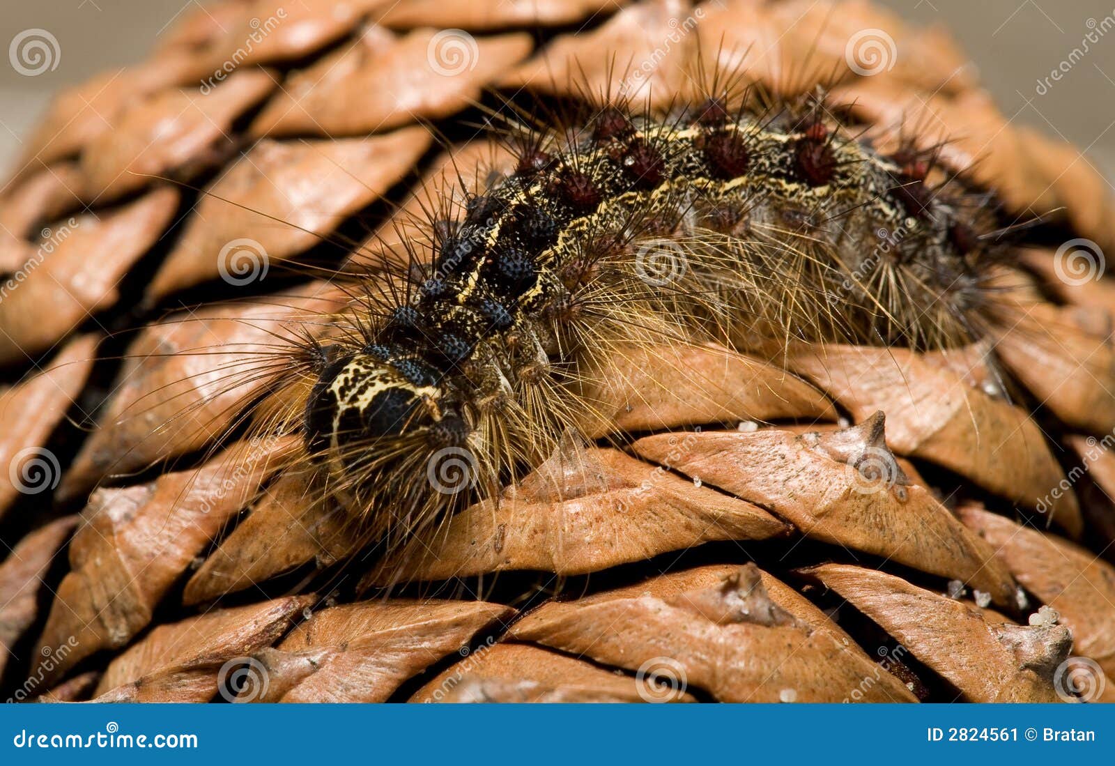 Gypsy Moth Larvae stock image. Image of macro, pinecone - 2824561