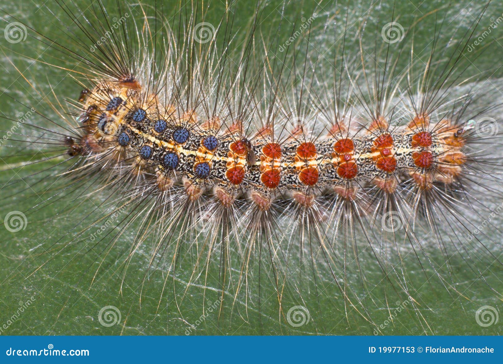 Gypsy Moth / Lymantria Dispar Stock Image - Image of close, hairy: 19977153