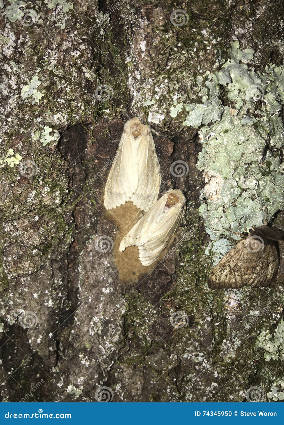 Gypsy Moths Laying Eggs stock photo. Image of moth, tree - 74345950