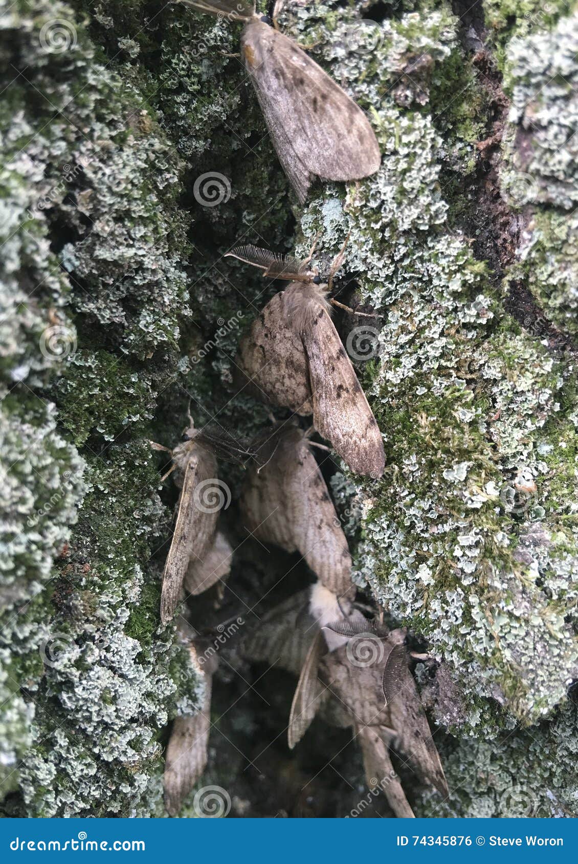 Gypsy Moths Laying Eggs stock photo. Image of reproducing - 74345876