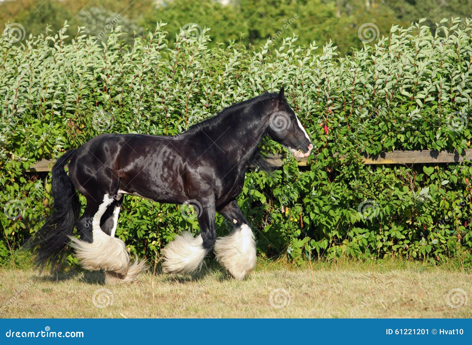 Gypsy Vanner Horse Stallion Portrait Stock Image - Image of easy, gypsy ...