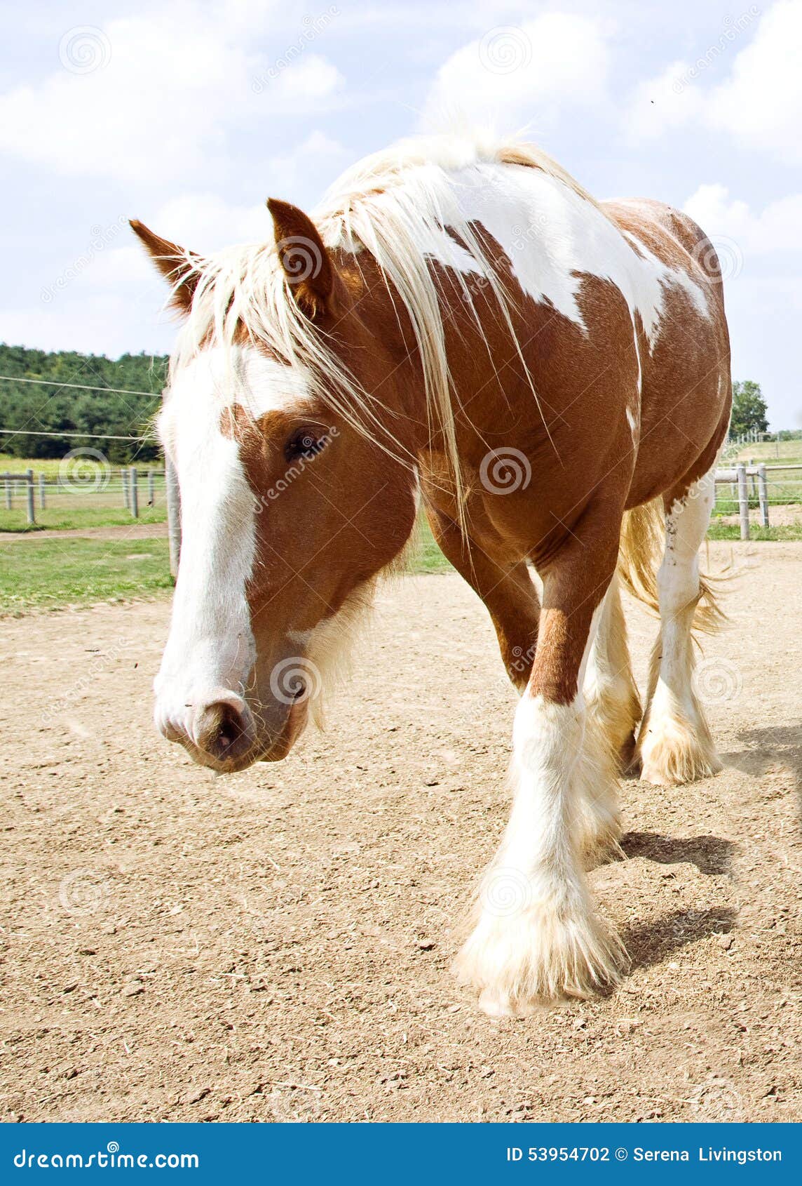 Gypsy Vanner Horse stock photo. Image of whitesocks, filly - 53954702