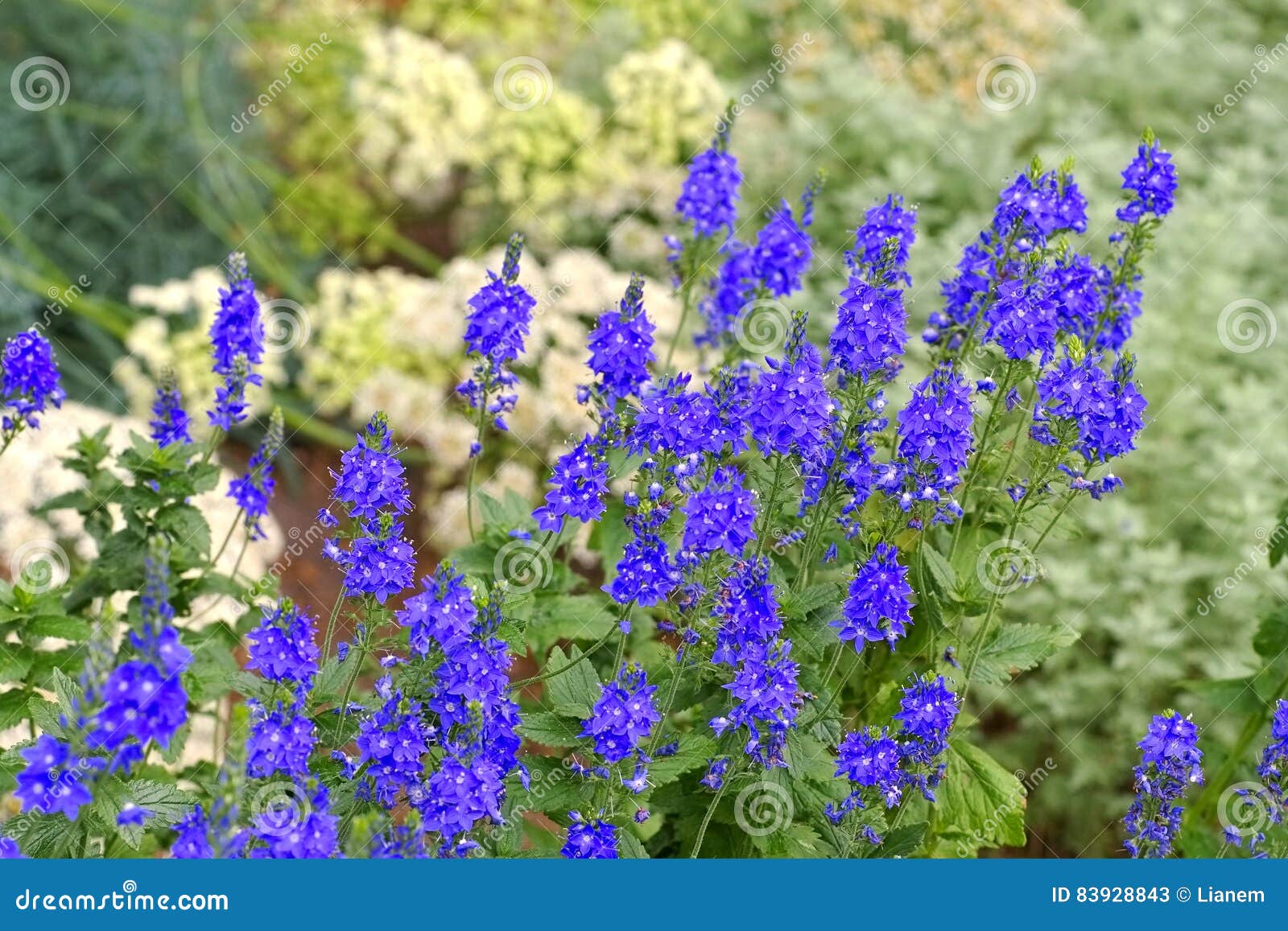 Gypsyweed, Veronica-crinita Stockbild - Bild von grün, blau: 83928843