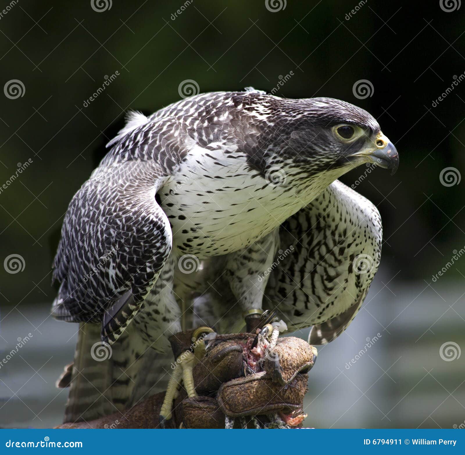 Gyr Falcon Falco Rusticolus Stock Image - Image of falcon, feather: 6794911