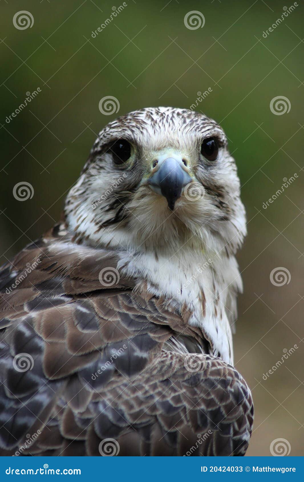 Gyr falcon front stock image. Image of brown, portrait - 20424033