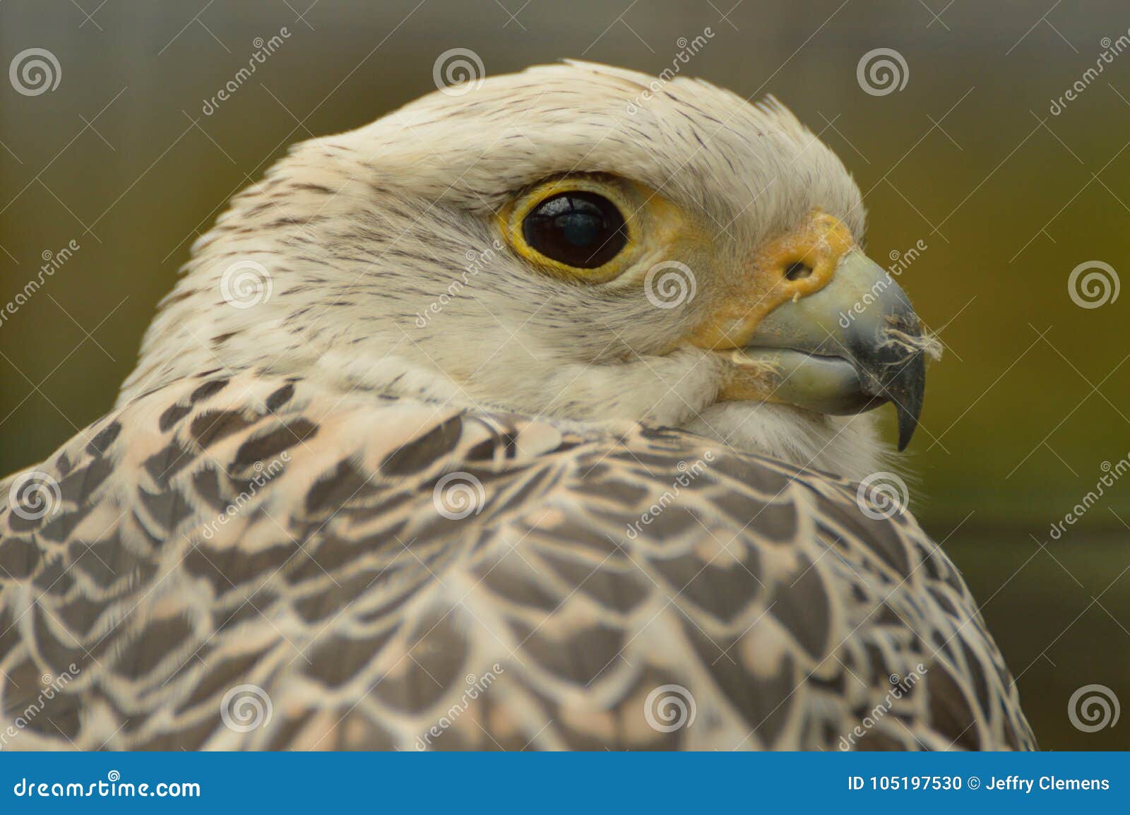Gyr saker falcon stock photo. Image of animal, bird - 105197530