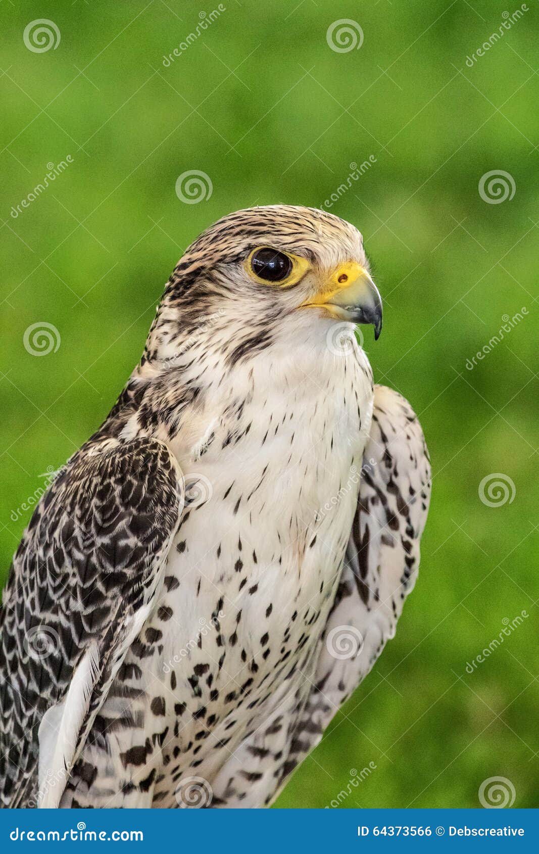 Gyrfalcon stock photo. Image of flying, birds, mile, living - 64373566
