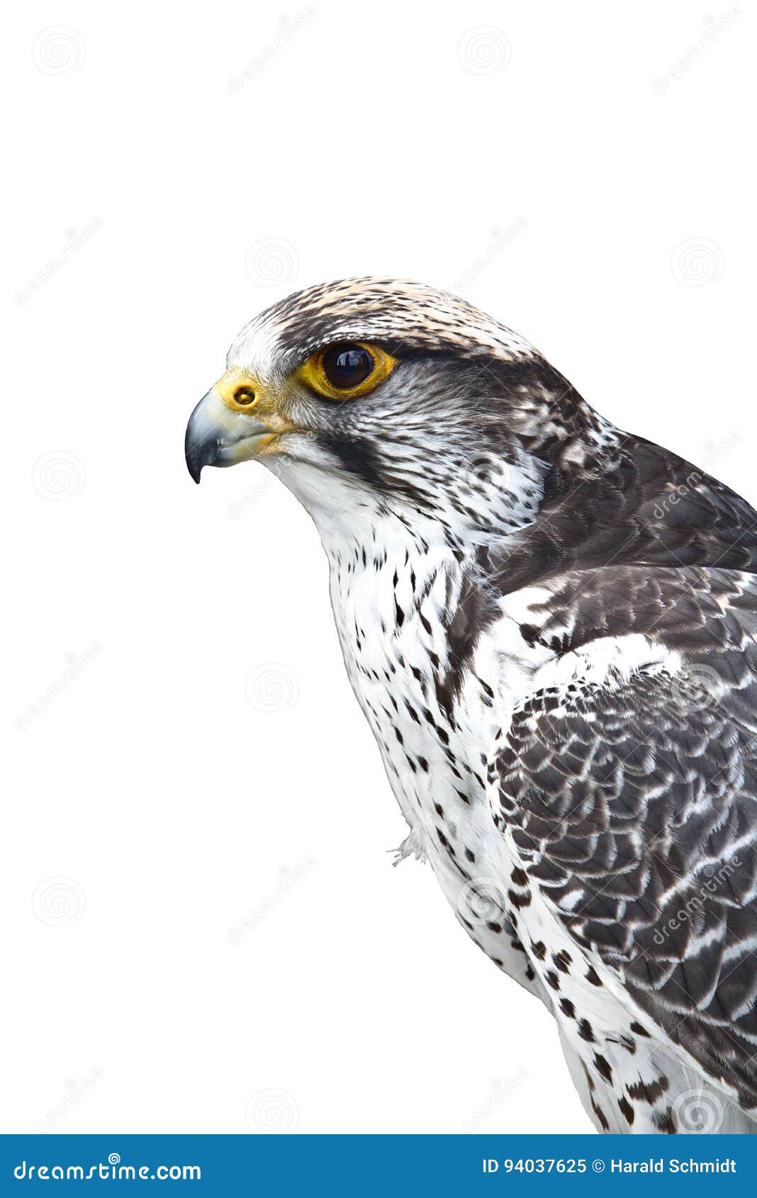 Gyrfalcon closeup stock image. Image of falcon, isolated - 94037625
