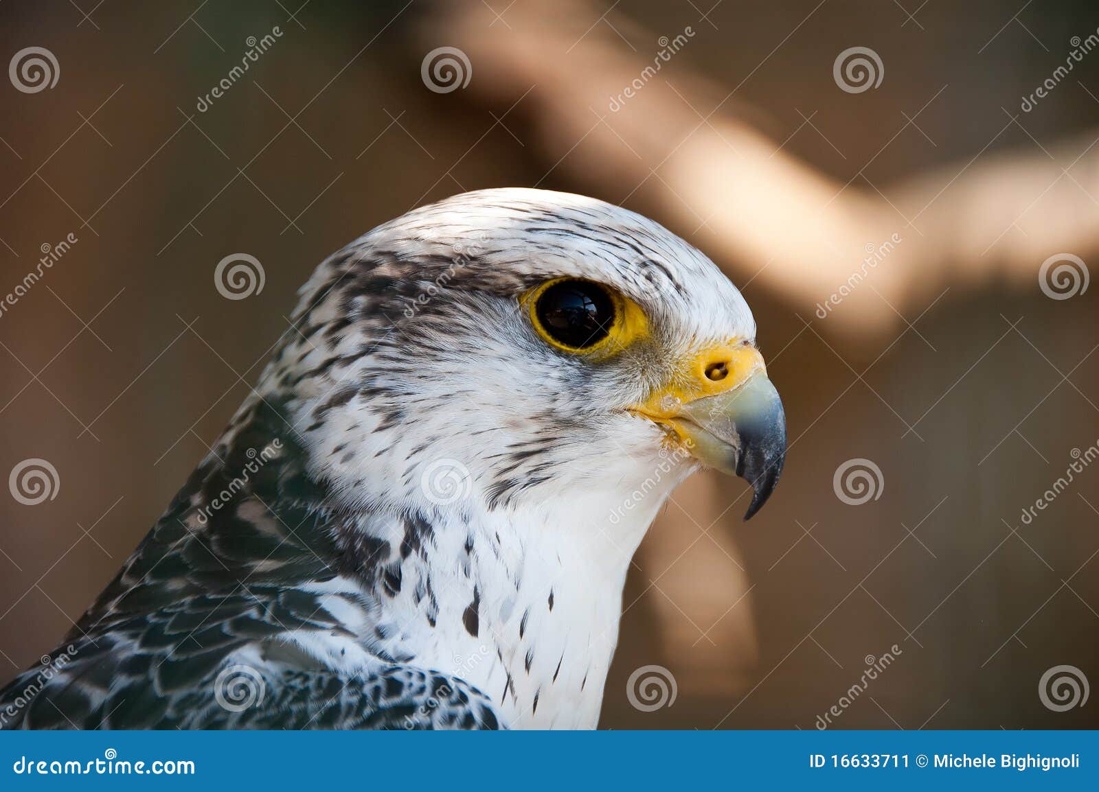 Gyrfalcon or Falco Rusticolus Stock Image - Image of hunter, watchful ...