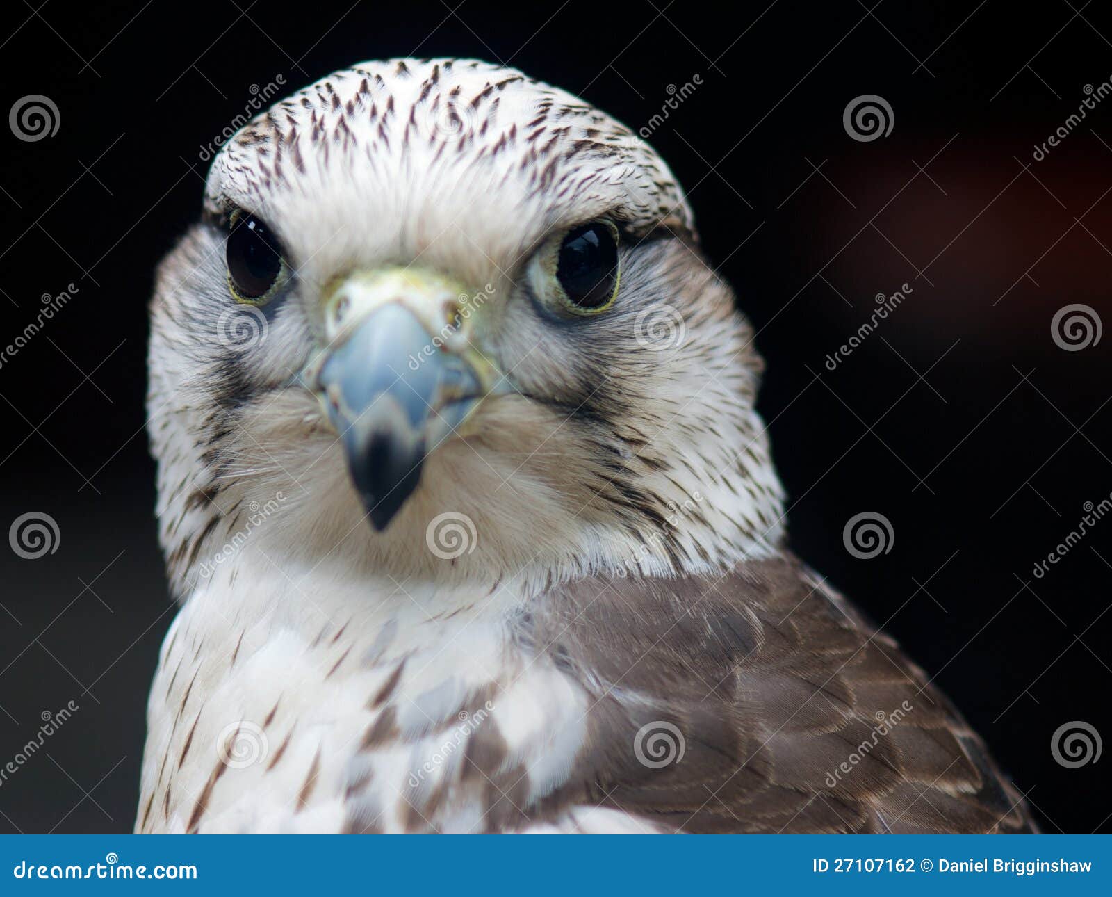 Gyrfalcon - Falco Rusticolus Stock Photo - Image of isolated, plumage ...